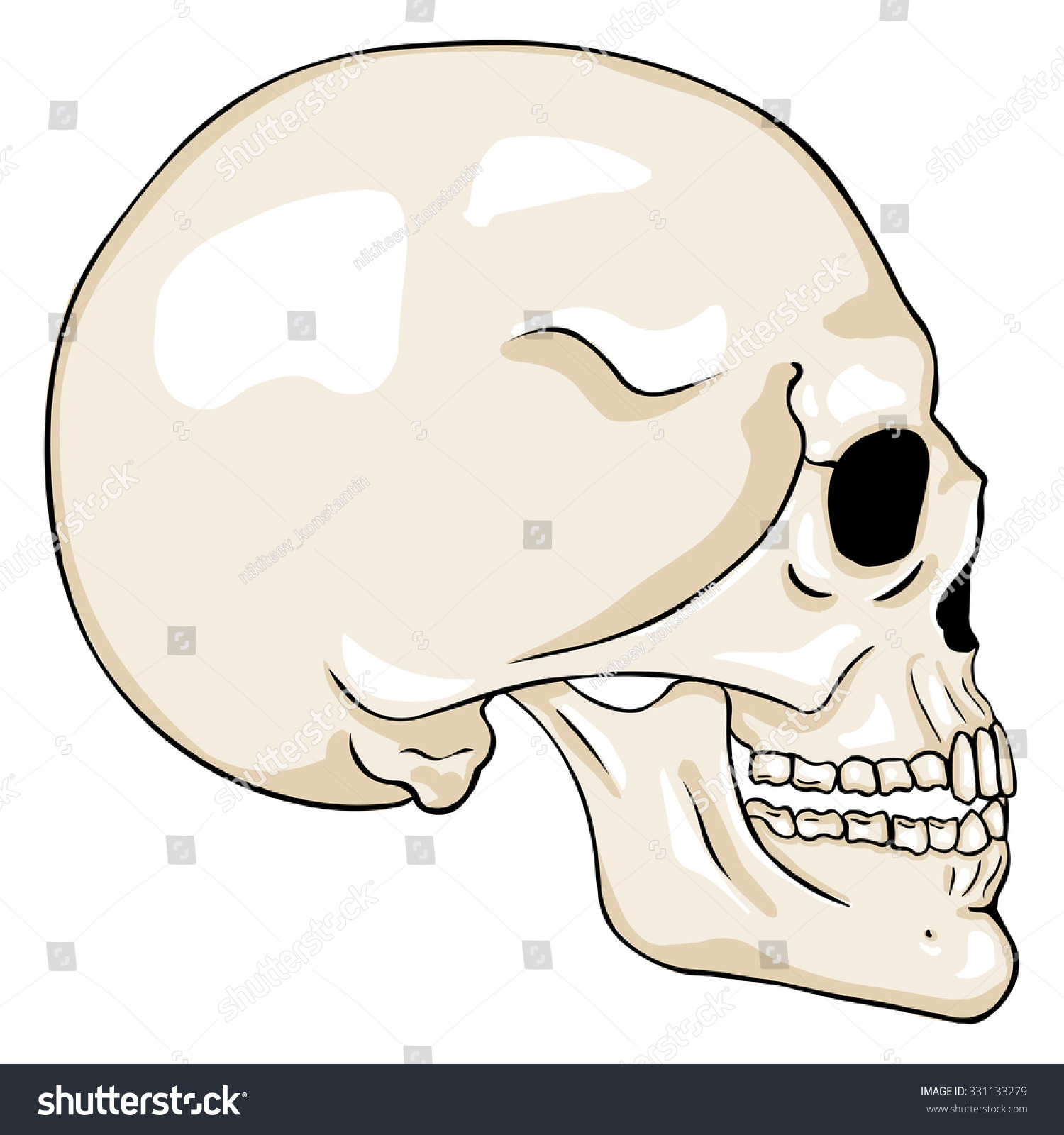 Vector Cartoon Side View Skull: เวกเตอร์สต็อก (ปลอดค่าลิขสิทธิ์) 331133279