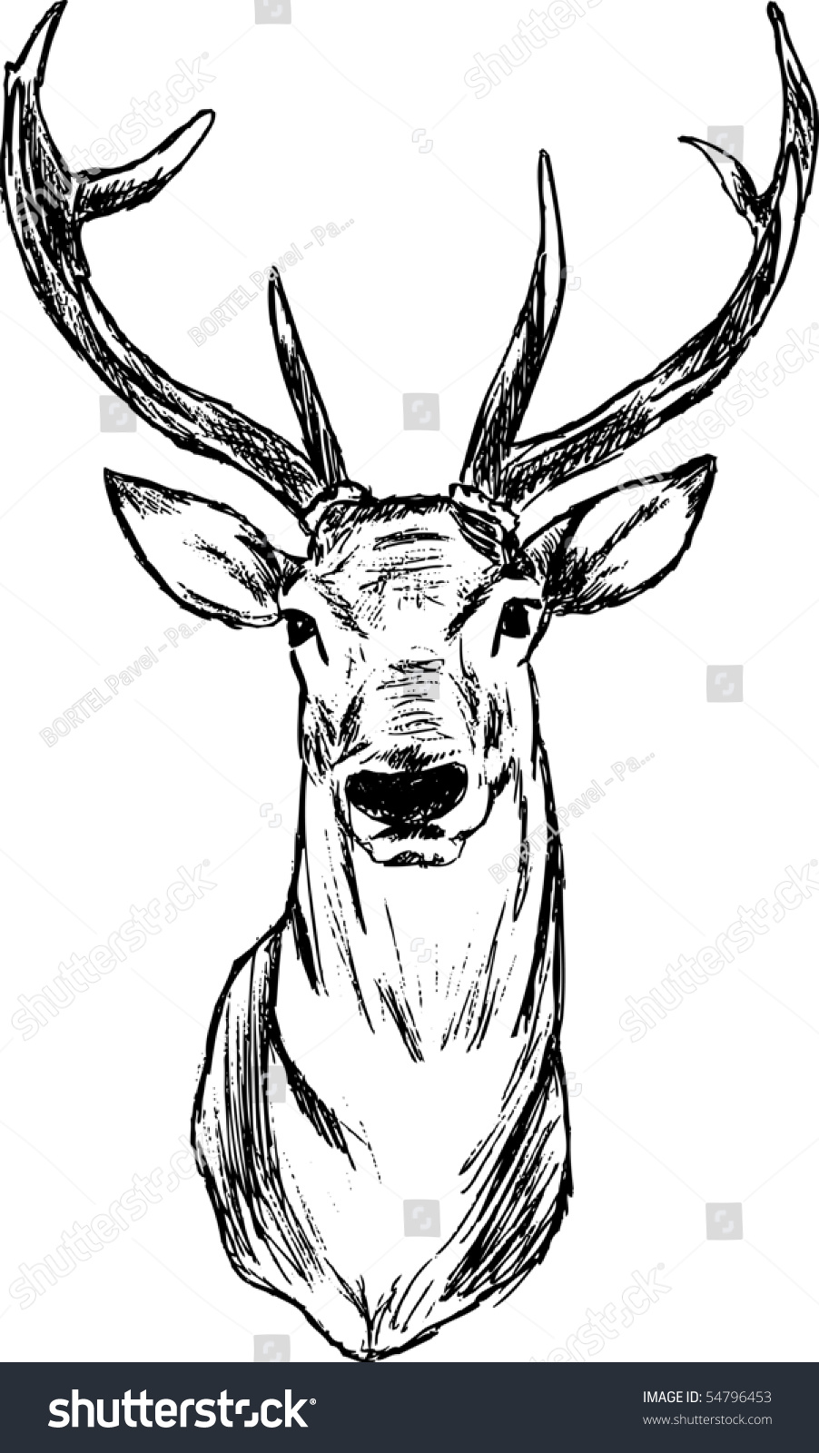 Vector - Deer - Hand Draw , Isolated On Background - 54796453 ...