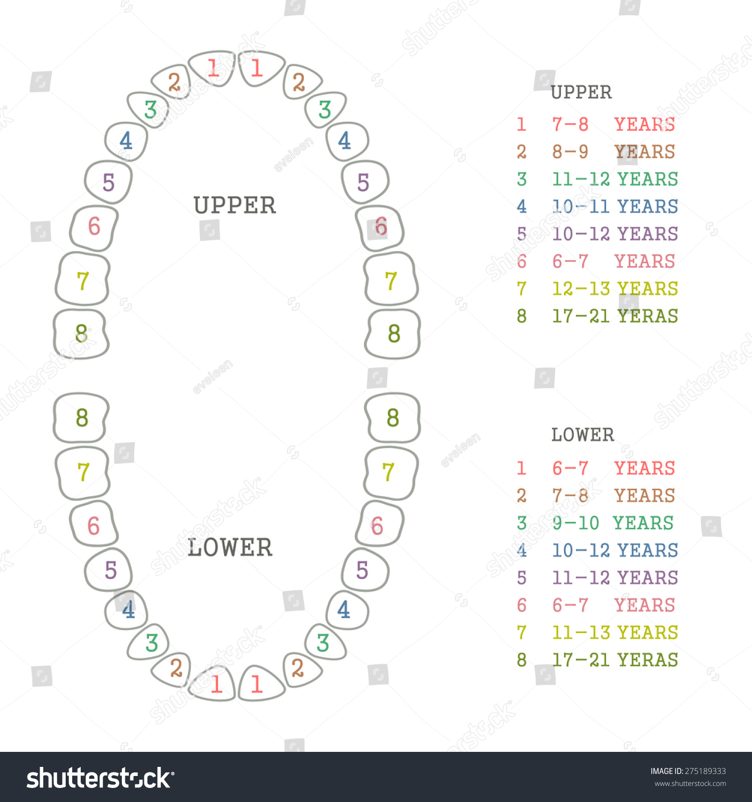 171 Primary teeth chart Images, Stock Photos & Vectors | Shutterstock