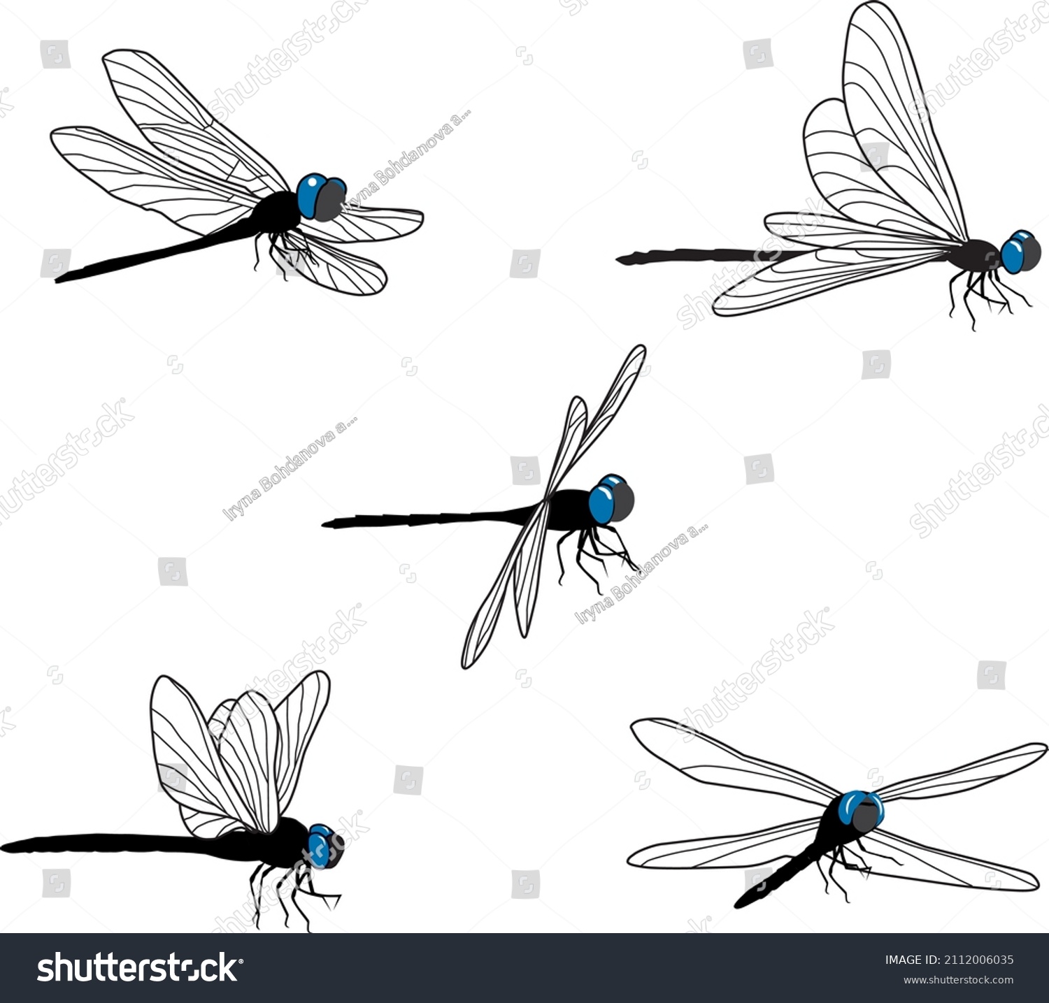 Vector Dragonfly Flight Different Angles Stock Vector (Royalty Free ...