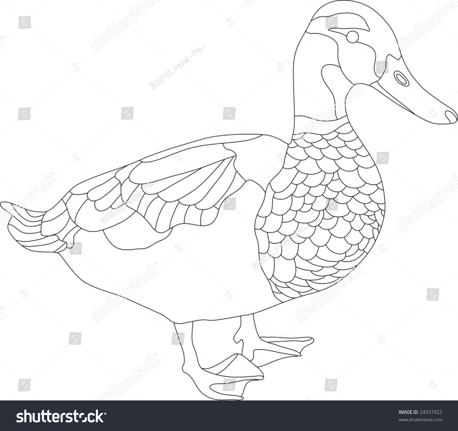 Vector Drake Isolated On White Background Stock Vector (Royalty Free ...