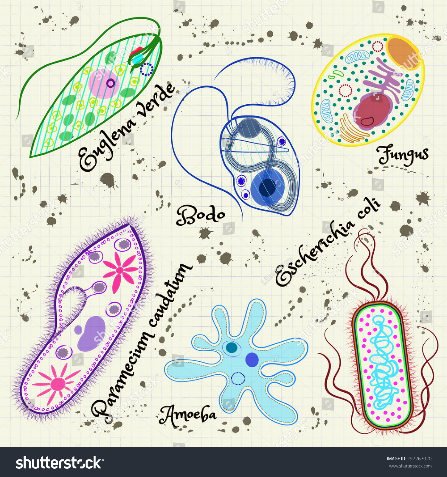 Vector Drawing Celled Microorganisms Six Pieces Stock Vector (Royalty ...
