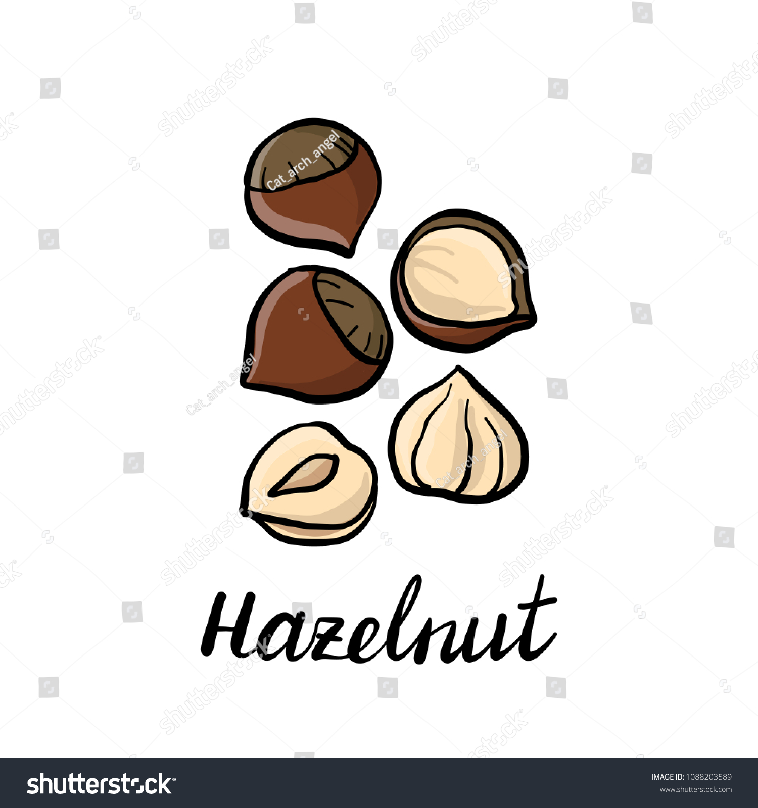 Vector Drawing Hazelnuts Hand Drawn Illustration Stock Vector (Royalty ...
