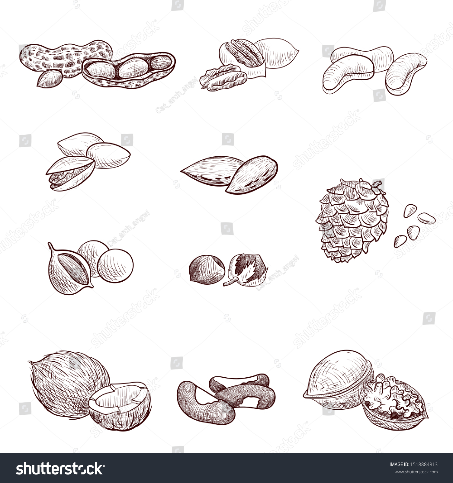 Vector Drawing Nuts Hand Drawn Illustration Stock Vector (Royalty Free ...