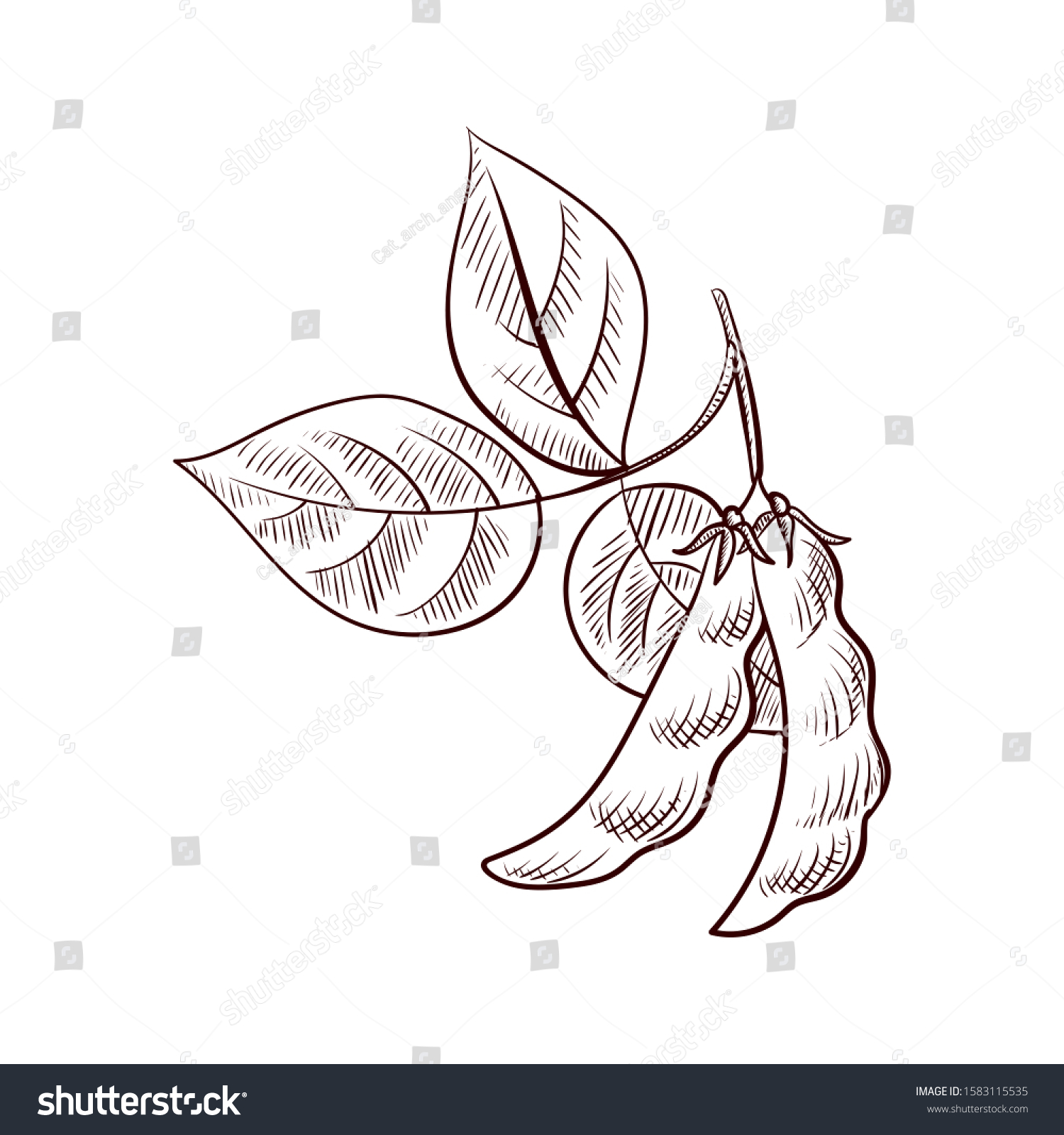 Vector Drawing Soya Beanshand Drawn Illustration 스톡 벡터(로열티 프리 ...