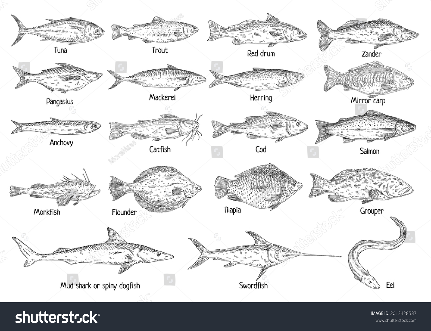 541 Ell fish Images, Stock Photos & Vectors | Shutterstock