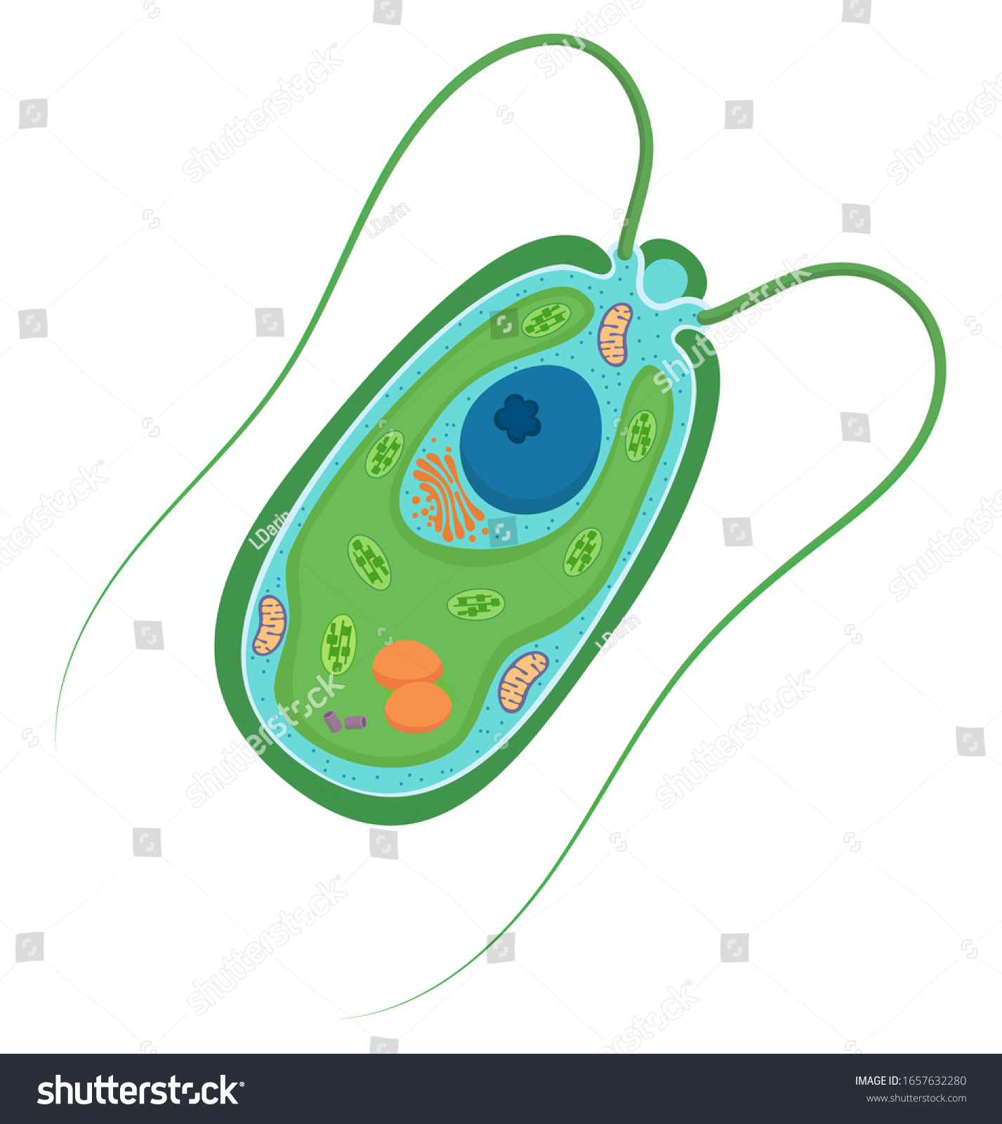 Vector Eukaryotic Algal Cell Educational Illustration庫存向量圖（免版稅 ...