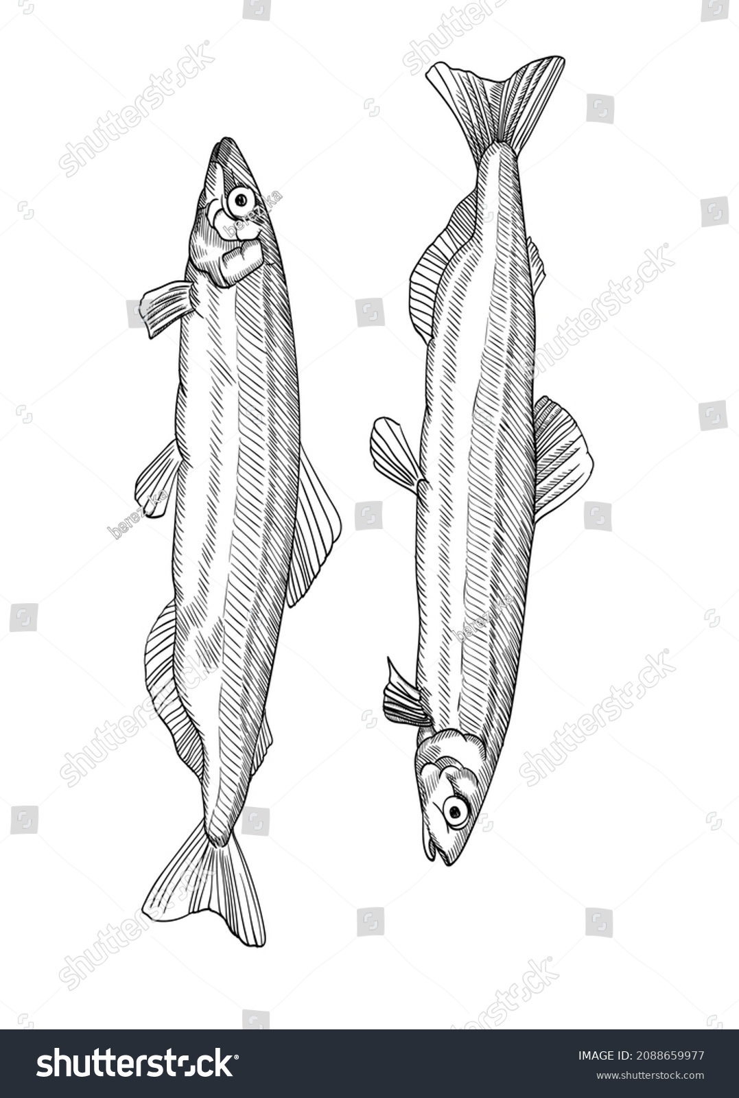 Vector Graphics Drawings By Hand Capelin Stock Vector (Royalty Free ...