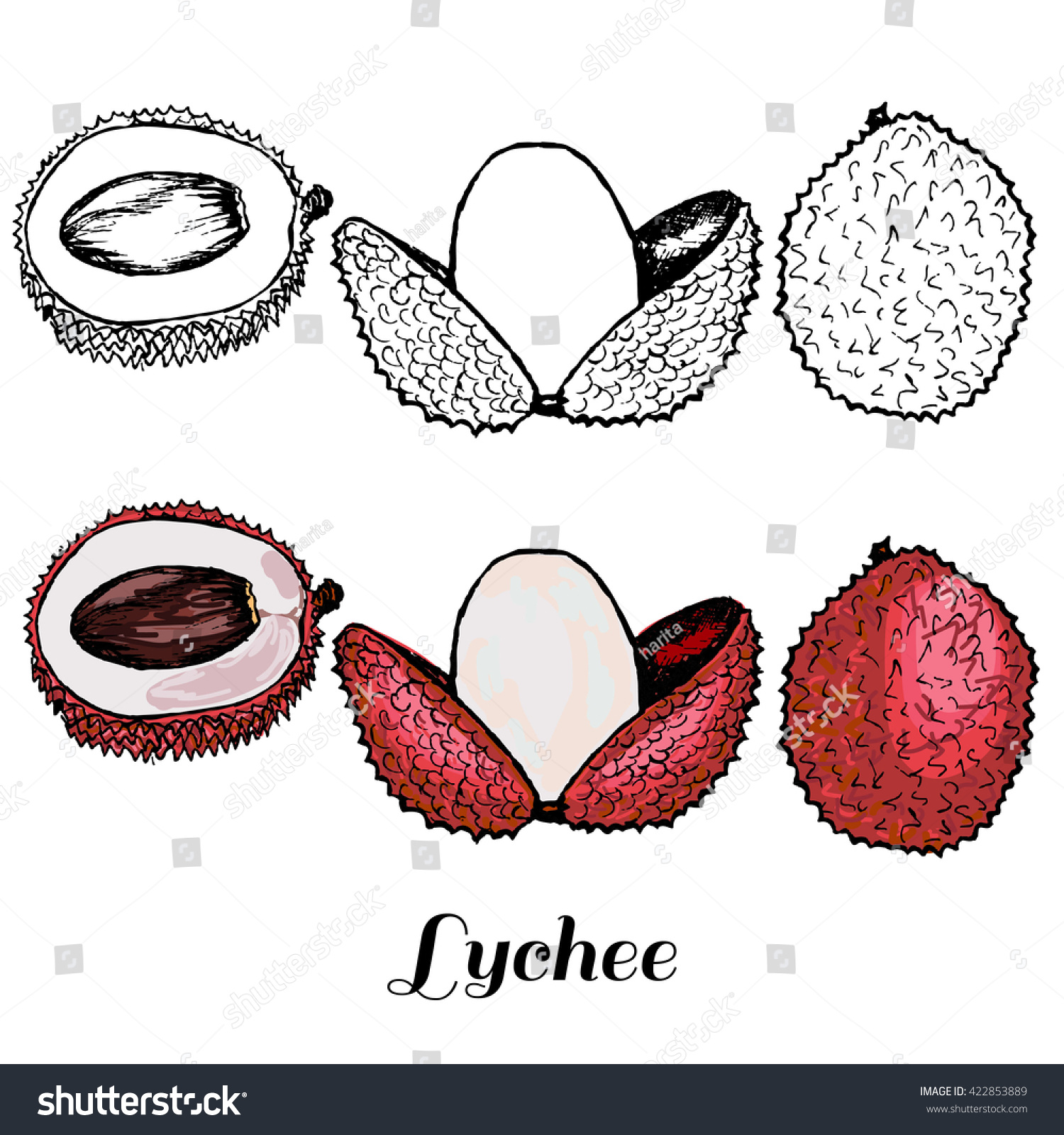 Vector Hand Drawn Isolated Lychee Colored Stock Vector (Royalty Free ...
