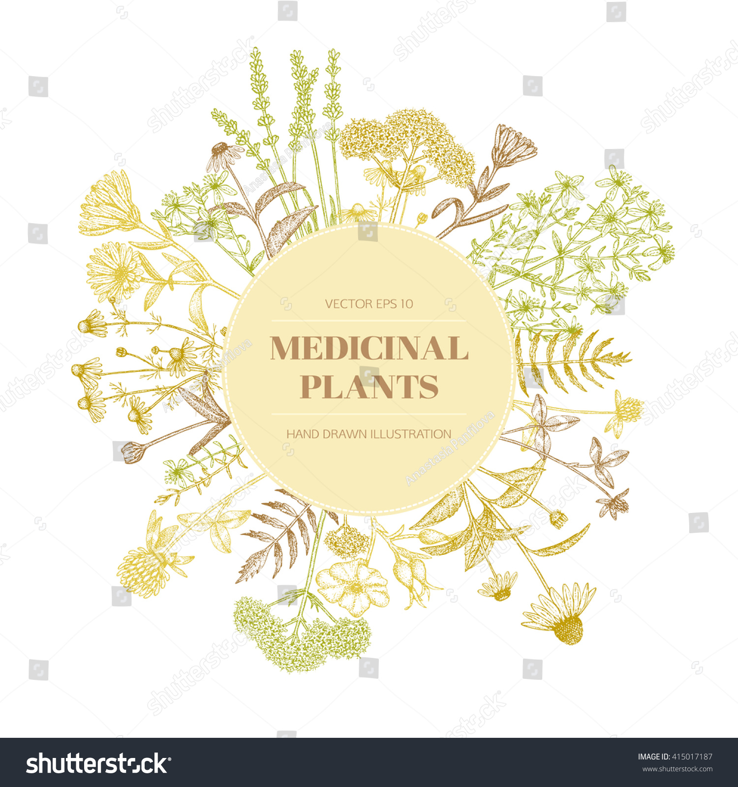 Vector Hand Drawn Medicinal Plants Illustration Stock Vector (Royalty ...