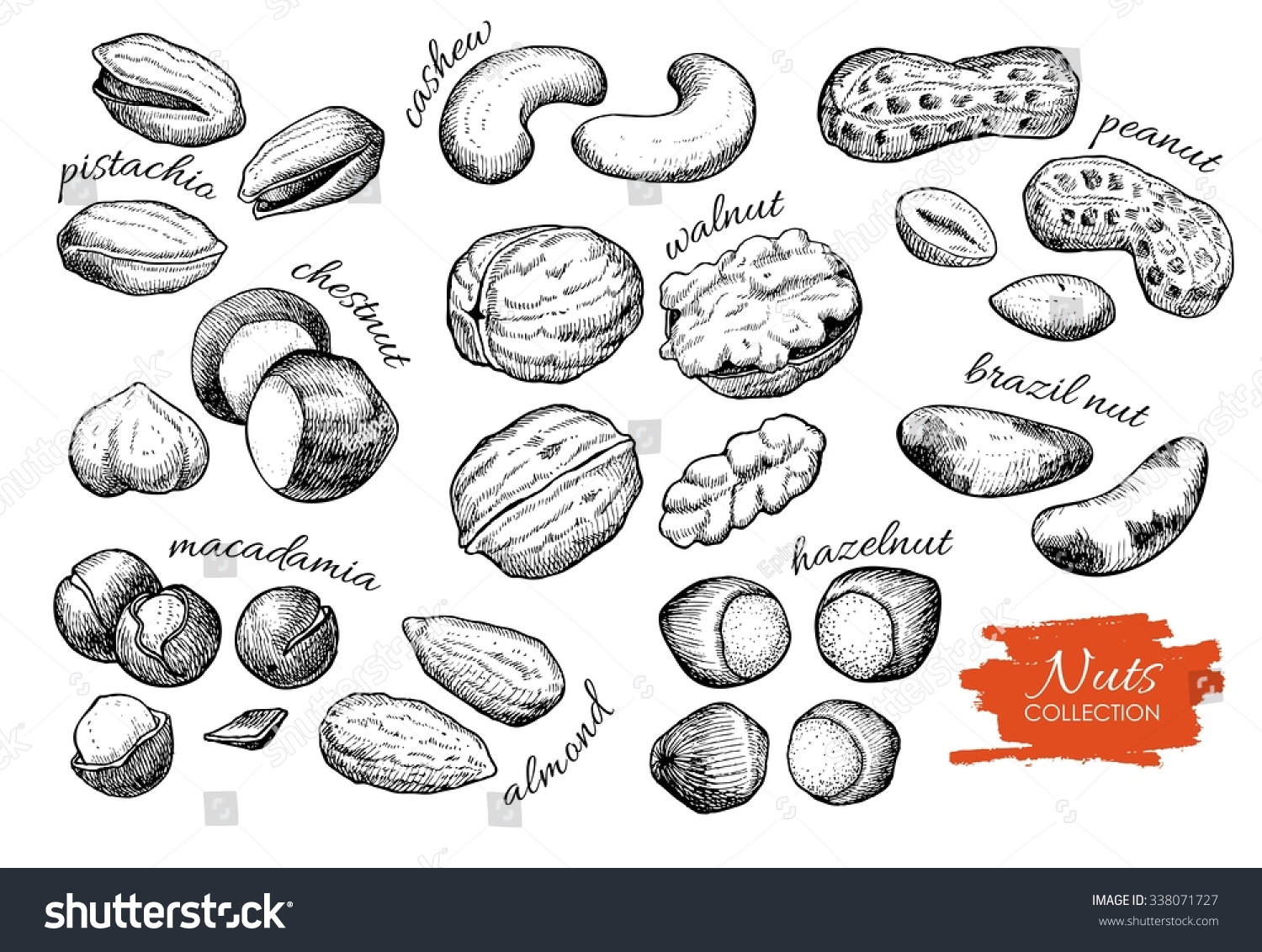 Vector Hand Drawn Nuts Set Engraved Stock Vector (Royalty Free) 338071727