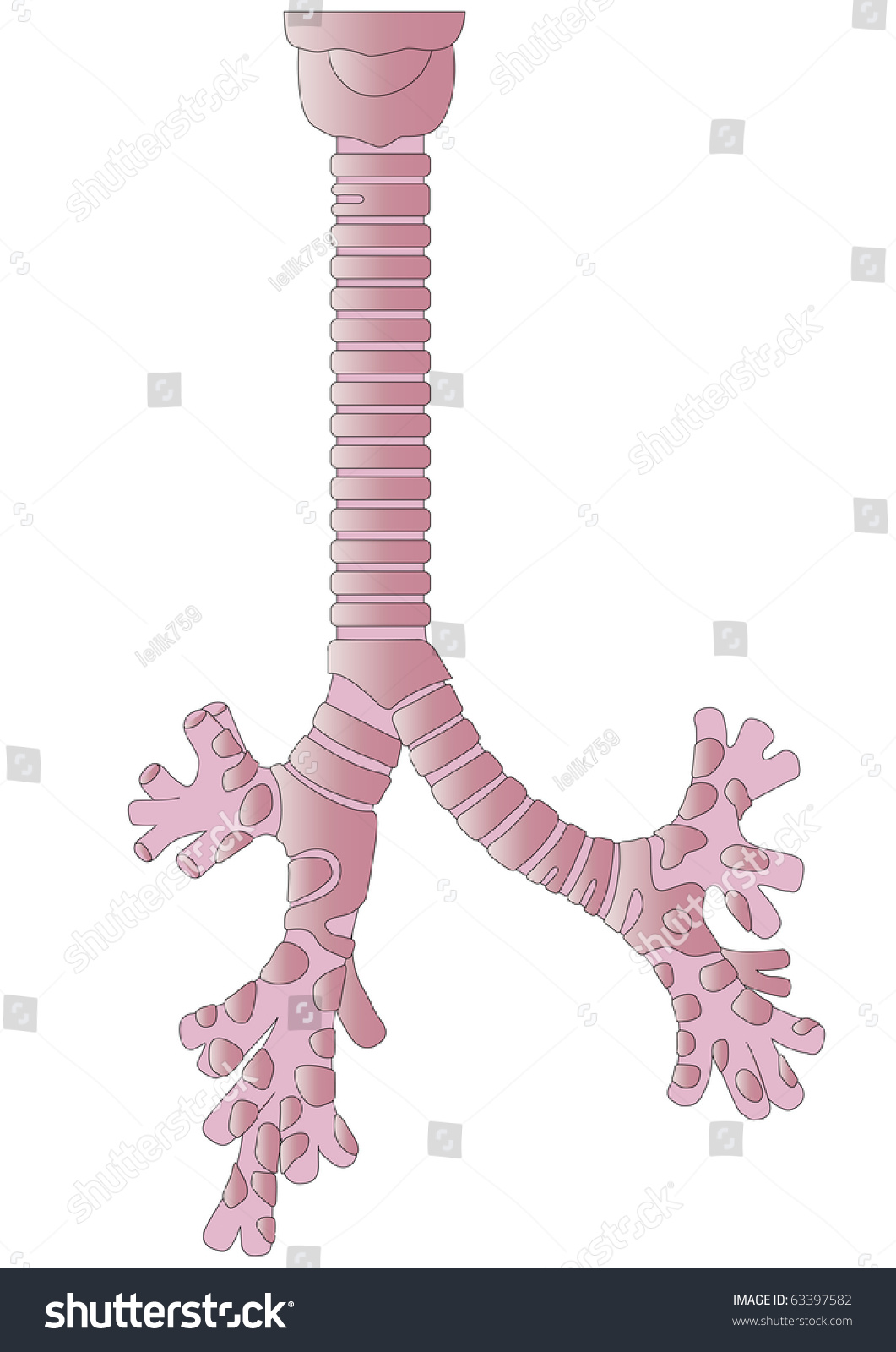 Vector Human Body Trachea Stock Vector 63397582 - Shutterstock