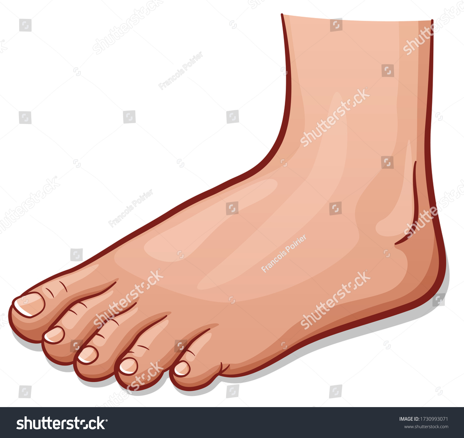 Vector Human Foot Cartoon Isolated Stock Vector (Royalty Free ...