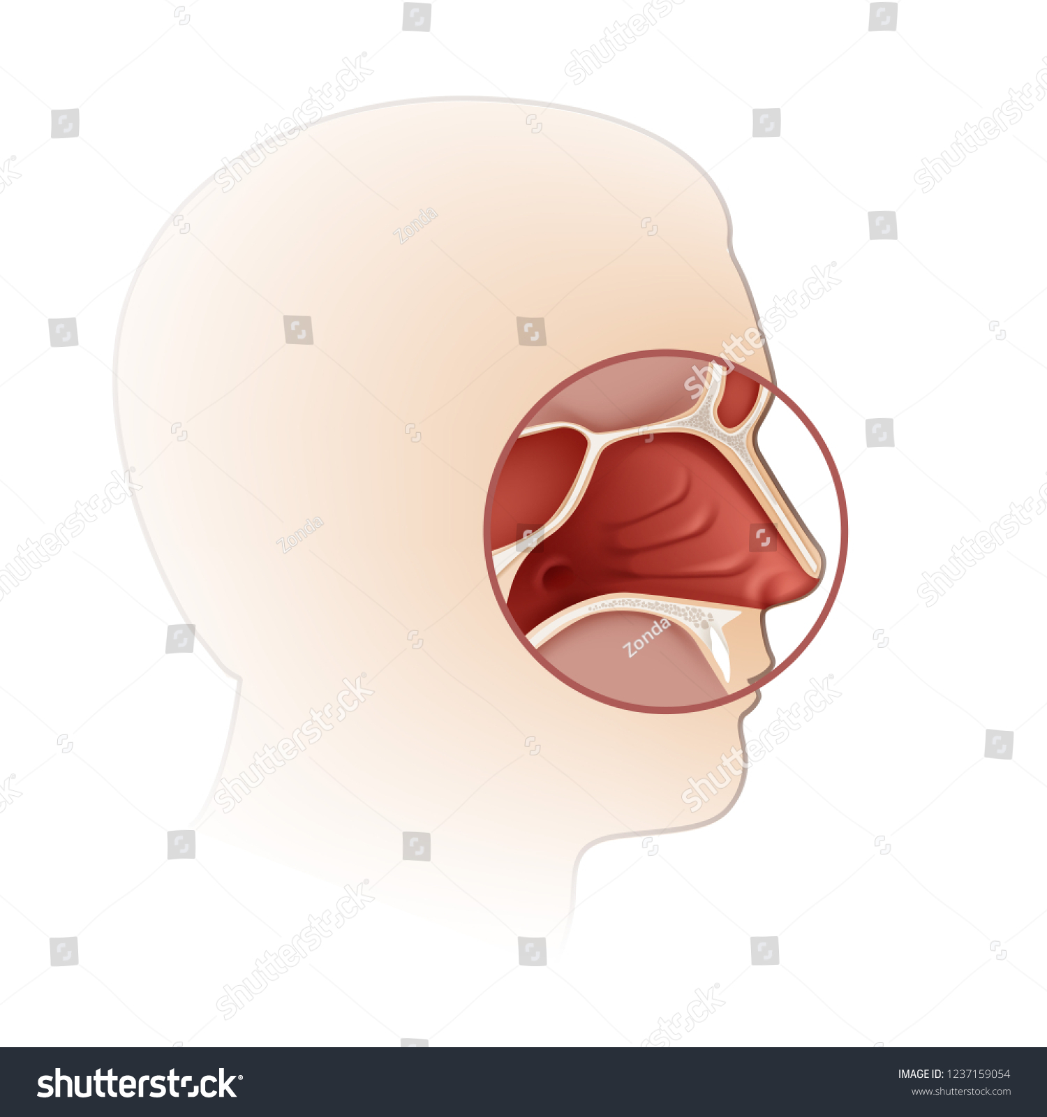 Vector Human Nasal Cavity Head Silhouette Vector De Stock Libre De