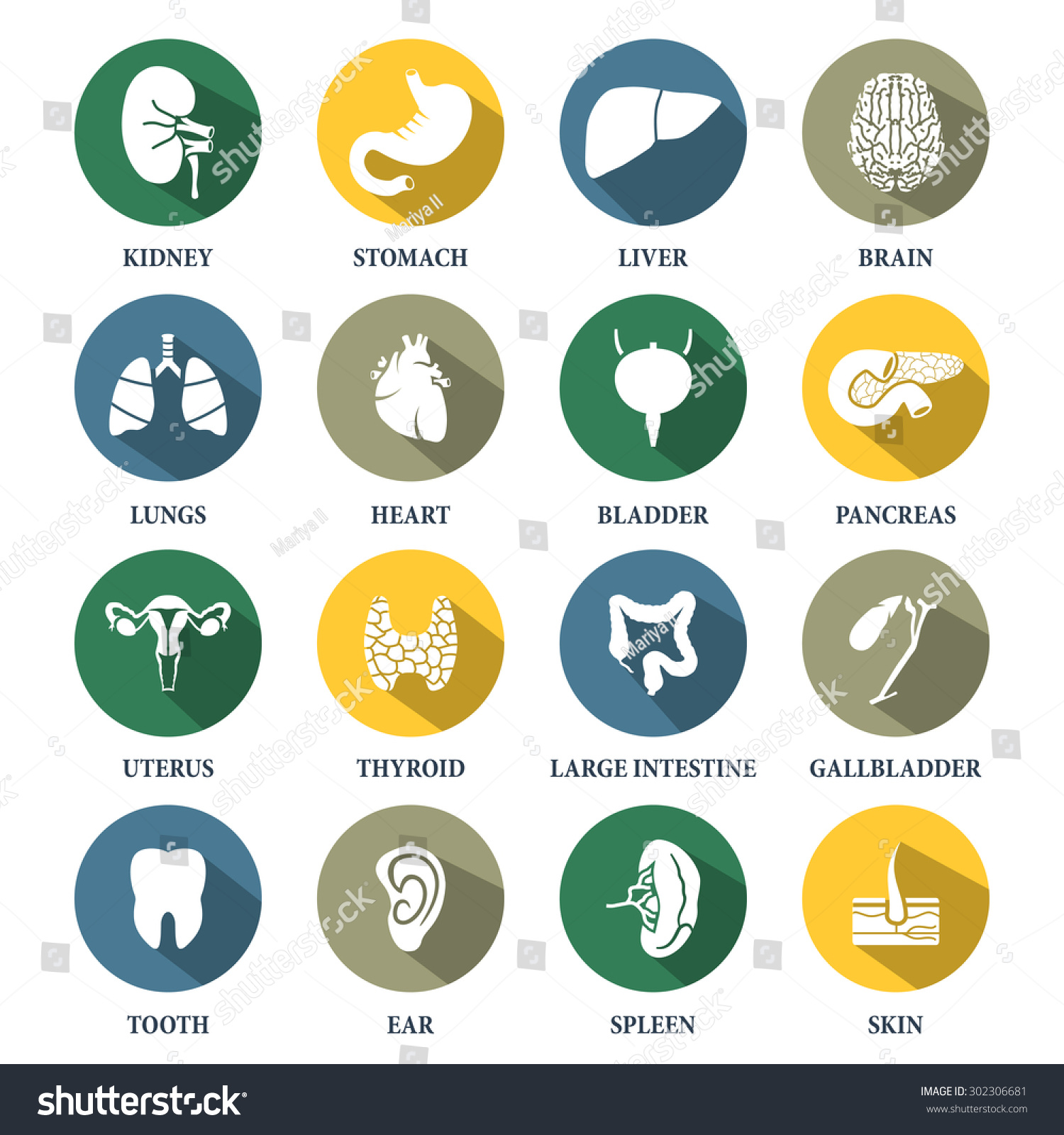 Vector Human Organs Icons Set Stock Vector (Royalty Free) 302306681