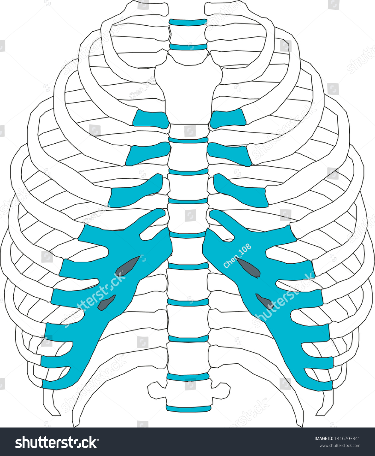 Vector Human Rib Cage Symbol Vector Stock Vector (Royalty Free ...
