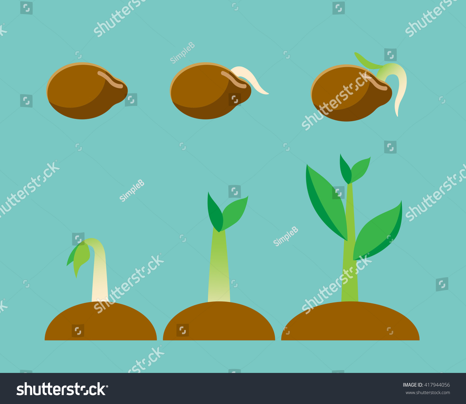 3,584 imágenes de Growing seeding illustration process vector ...
