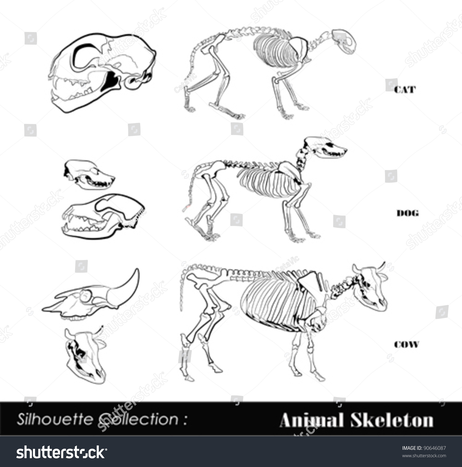 Vector Illustration Animal Skeleton Stock Vector 90646087 - Shutterstock