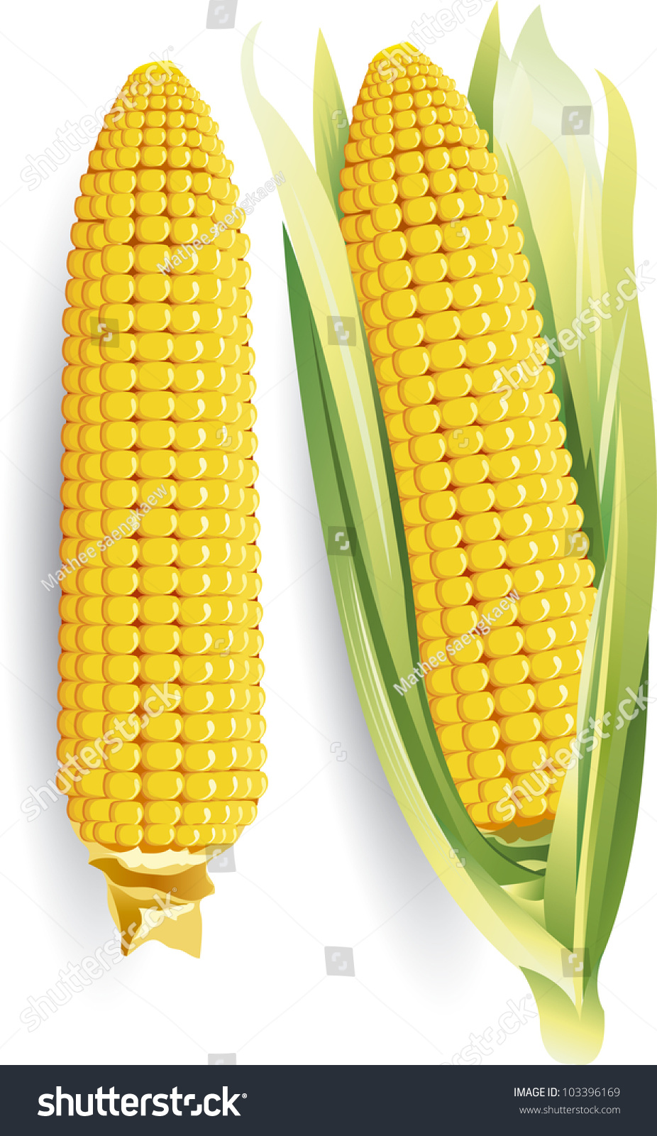 Vector Illustration Corn Ear Isolated On Stock Vector (Royalty Free ...