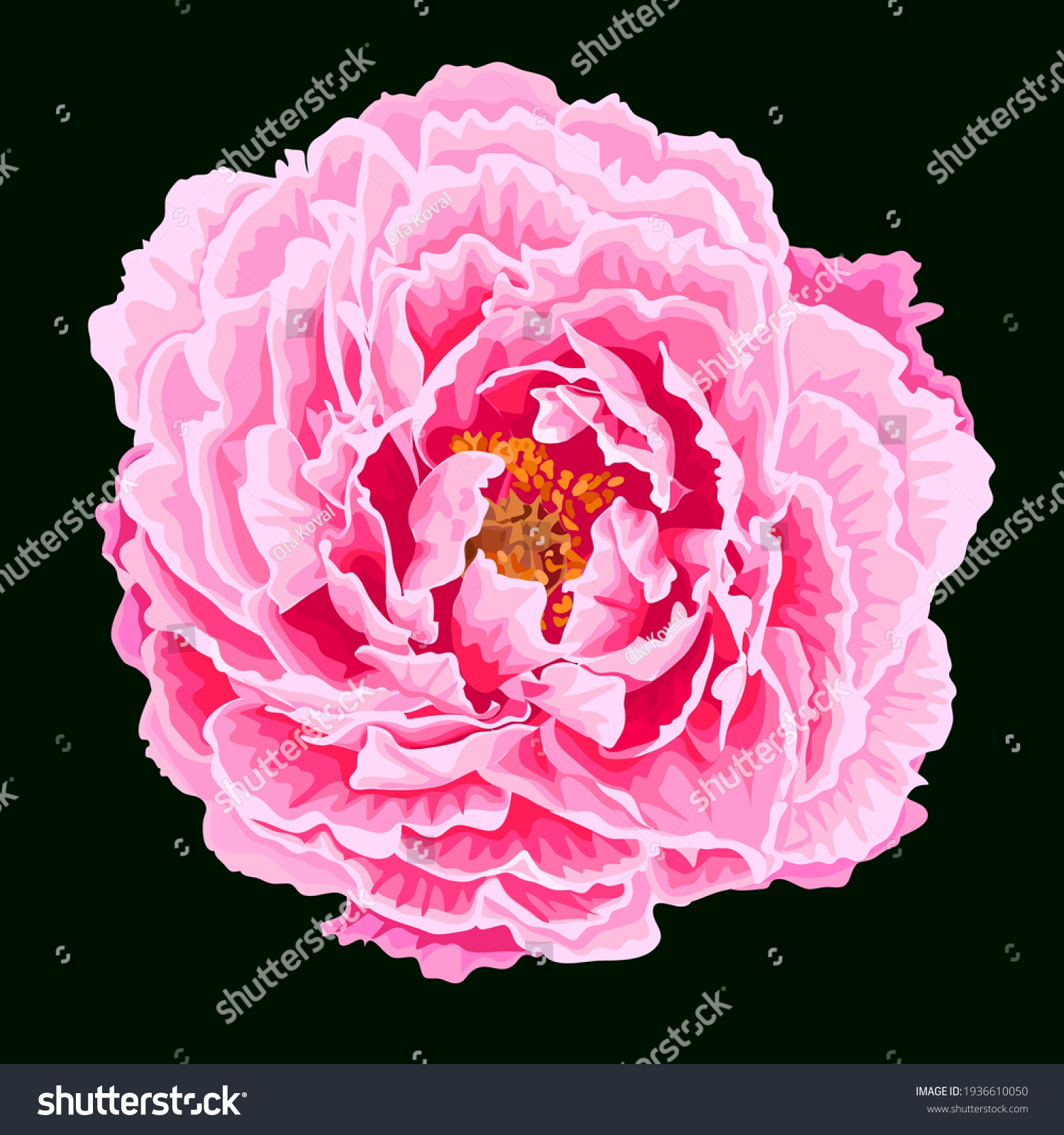 Vector Illustration Isolated Pink Peony Stock Vector (Royalty Free ...