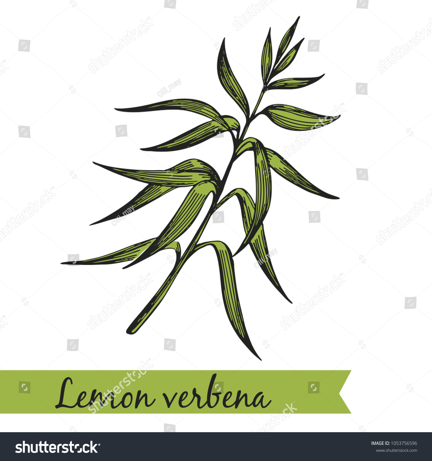 Vector Illustration Lemon Verbena Stock Vector (Royalty Free) 1053756596