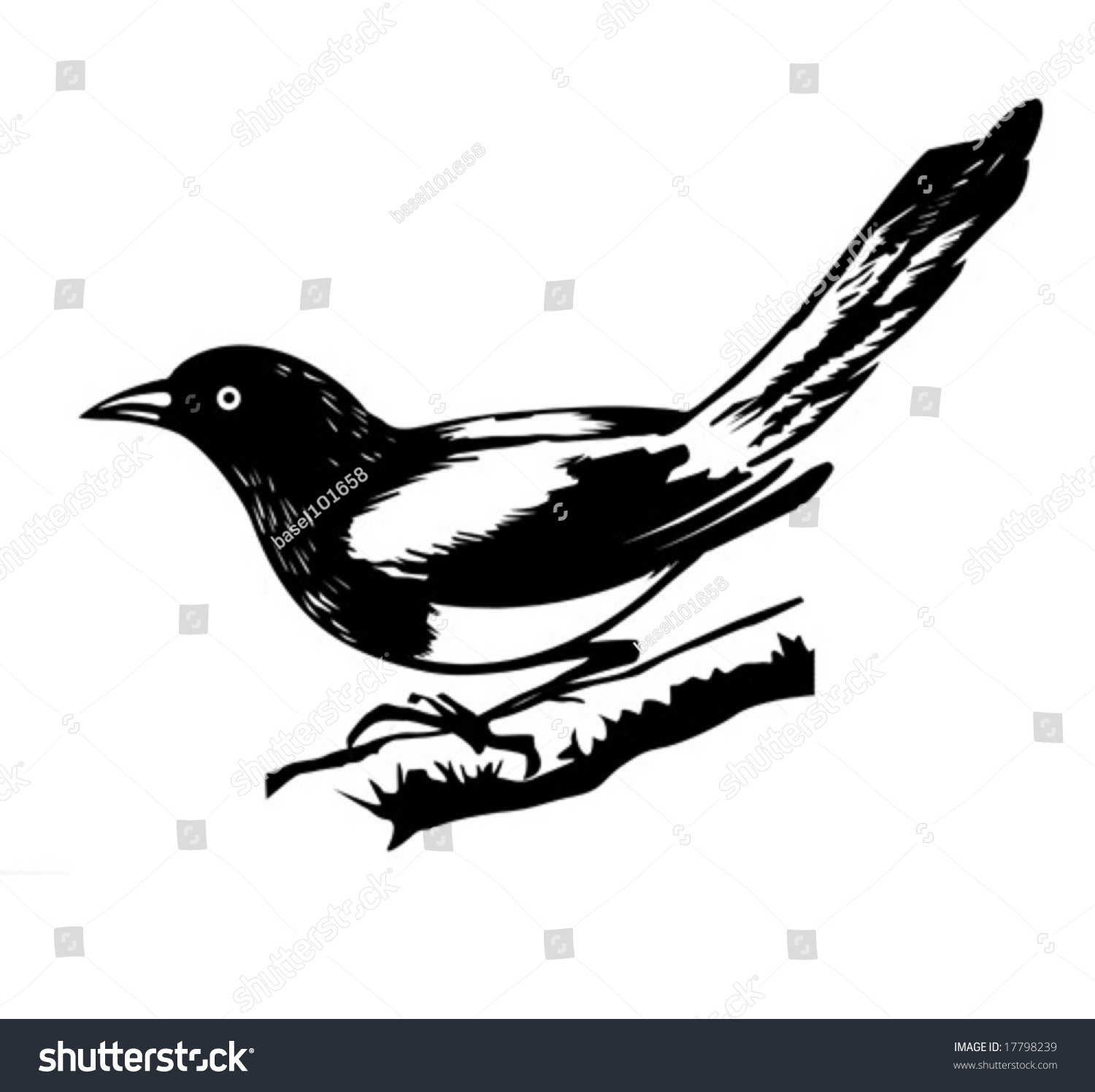 Vector Illustration Magpie On White Background - 17798239 : Shutterstock
