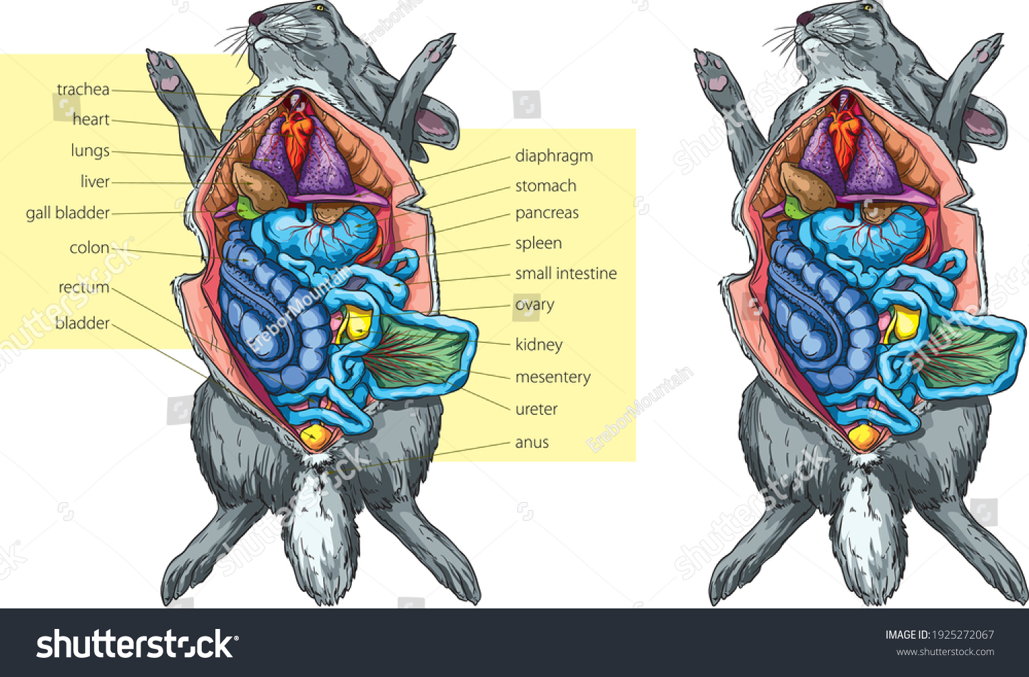 759 Rabbit anatomy 图片、库存照片和矢量图 | Shutterstock