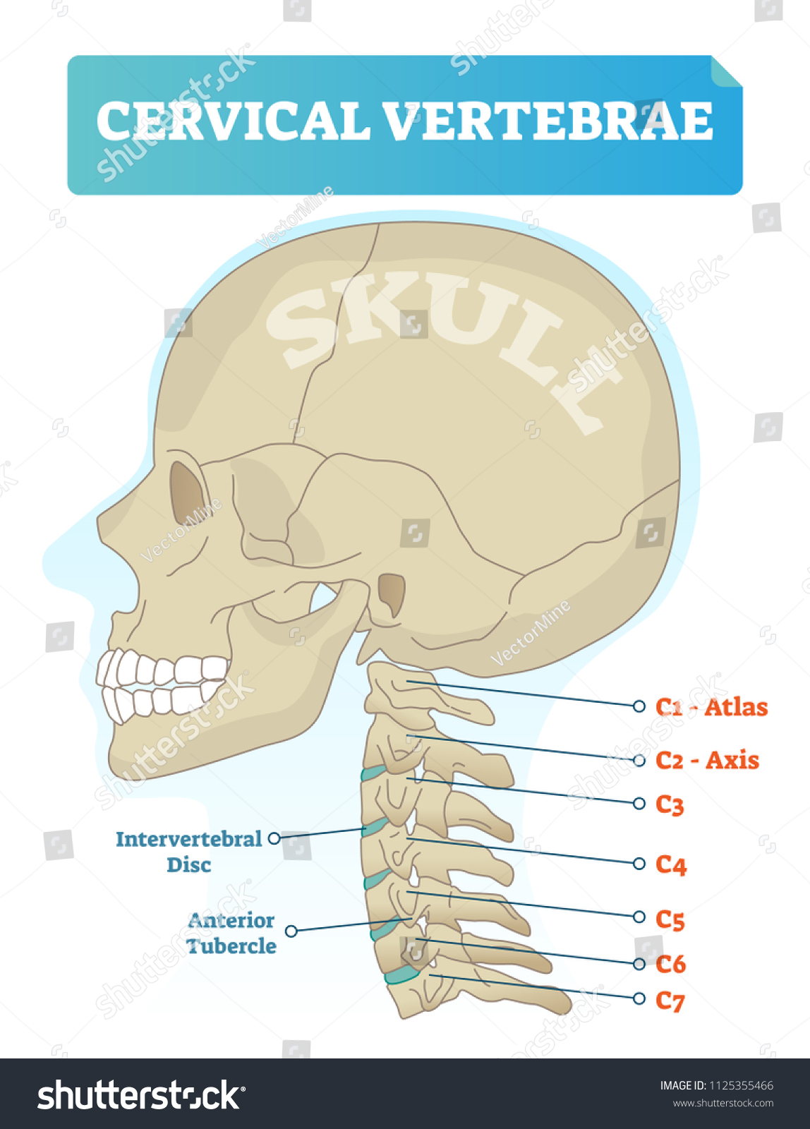 Vector Illustration Cervical Vertebrae Medical Scheme Stock Vector