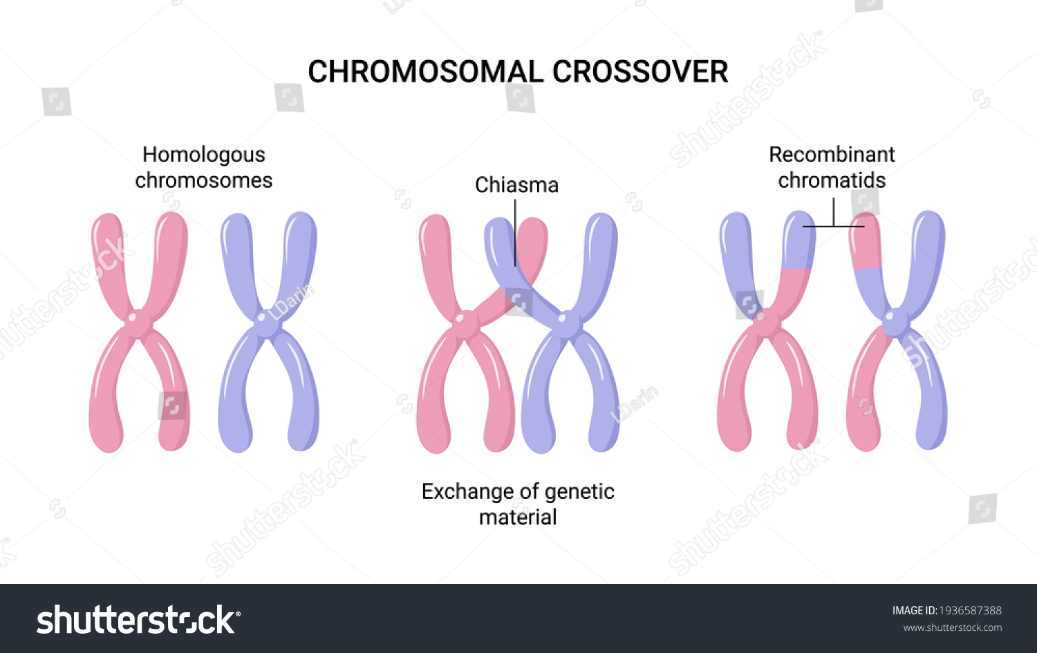 Vector Illustration Chromosomal Crossover Crossing Over Vetor Stock