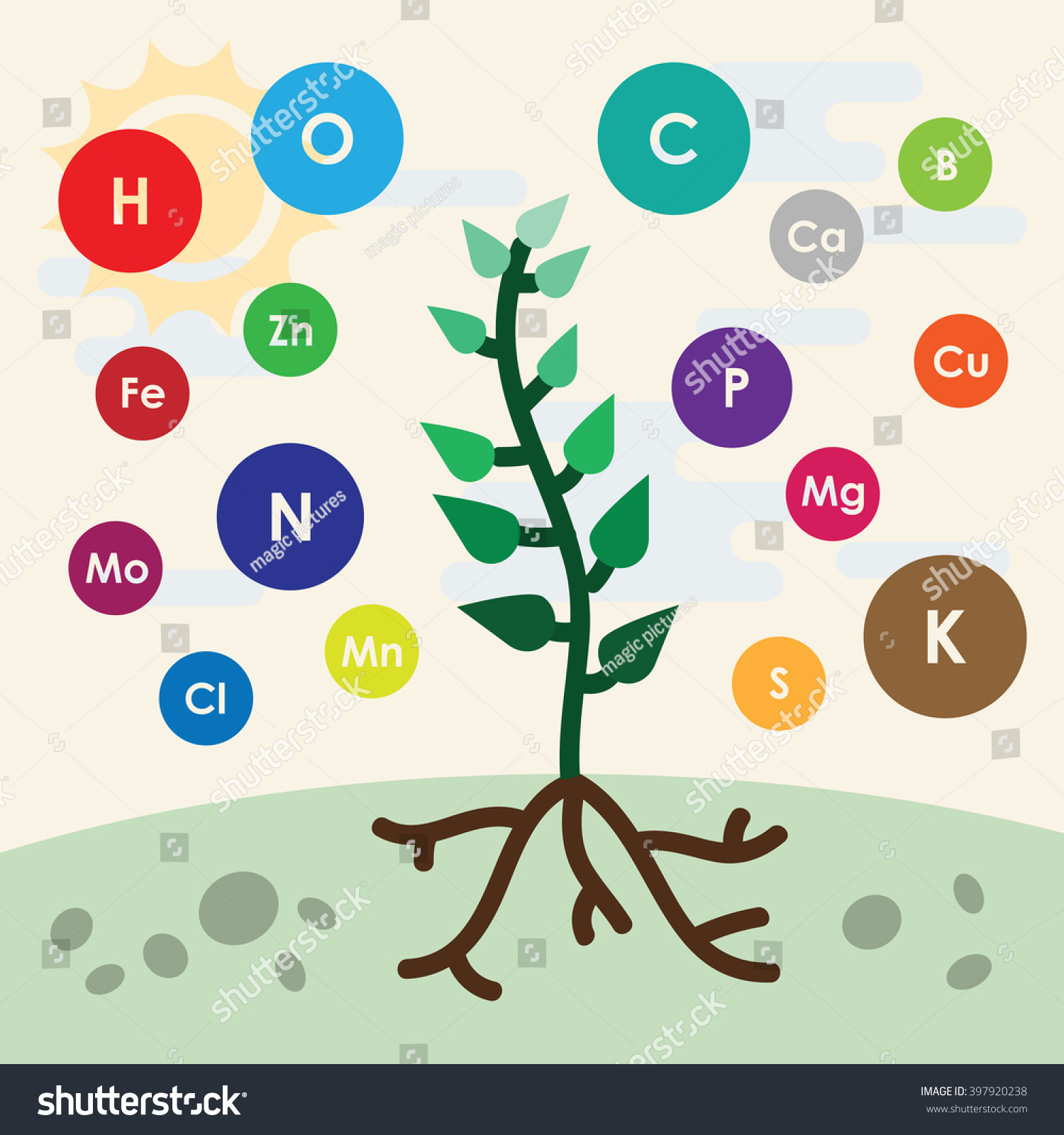 Vector Illustration Plant Microelements Macrolements Infographic Stock ...
