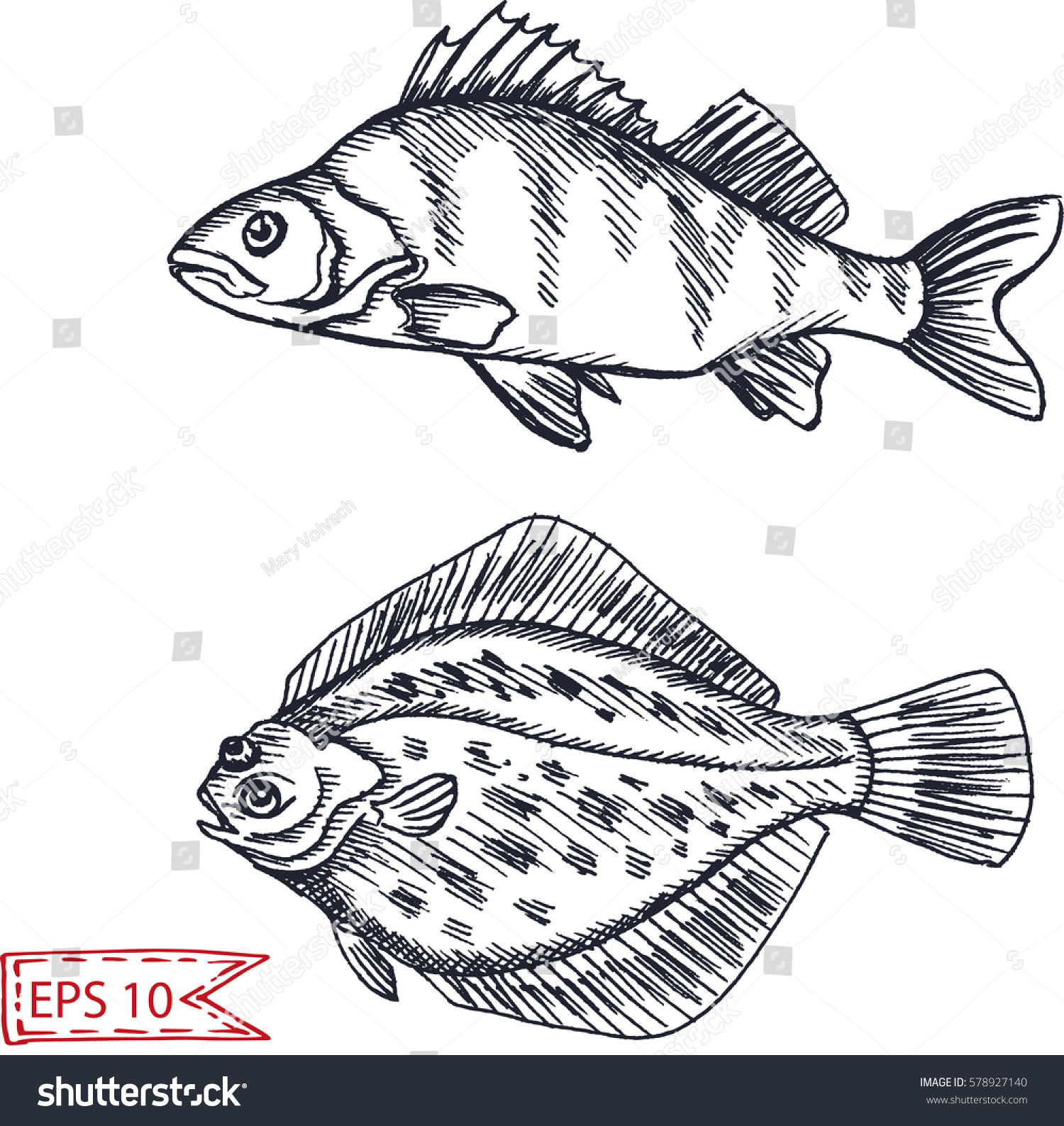 Flounder outline : 616 images, photos et images vectorielles de stock ...
