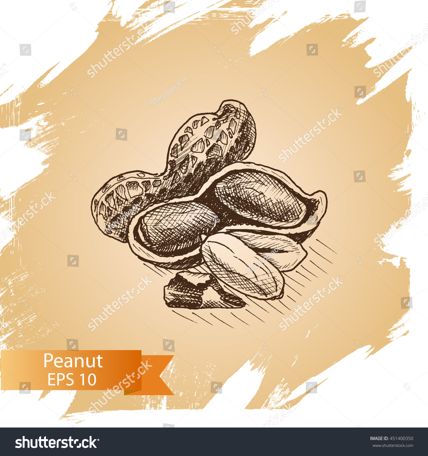 Vector Illustration Sketch Peanut Stock Vector (Royalty Free) 451400350 ...