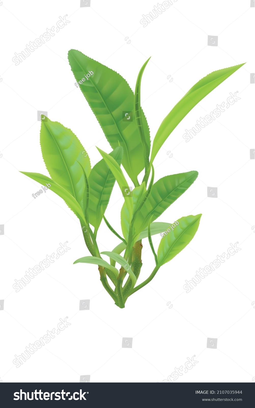 Vector Illustration Tea Plant Design Template Stock Vector (Royalty ...