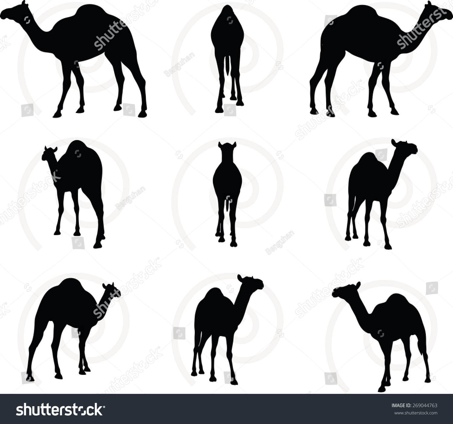Vector Image Camel Walking Pose Isolated Stock Vector (Royalty Free ...