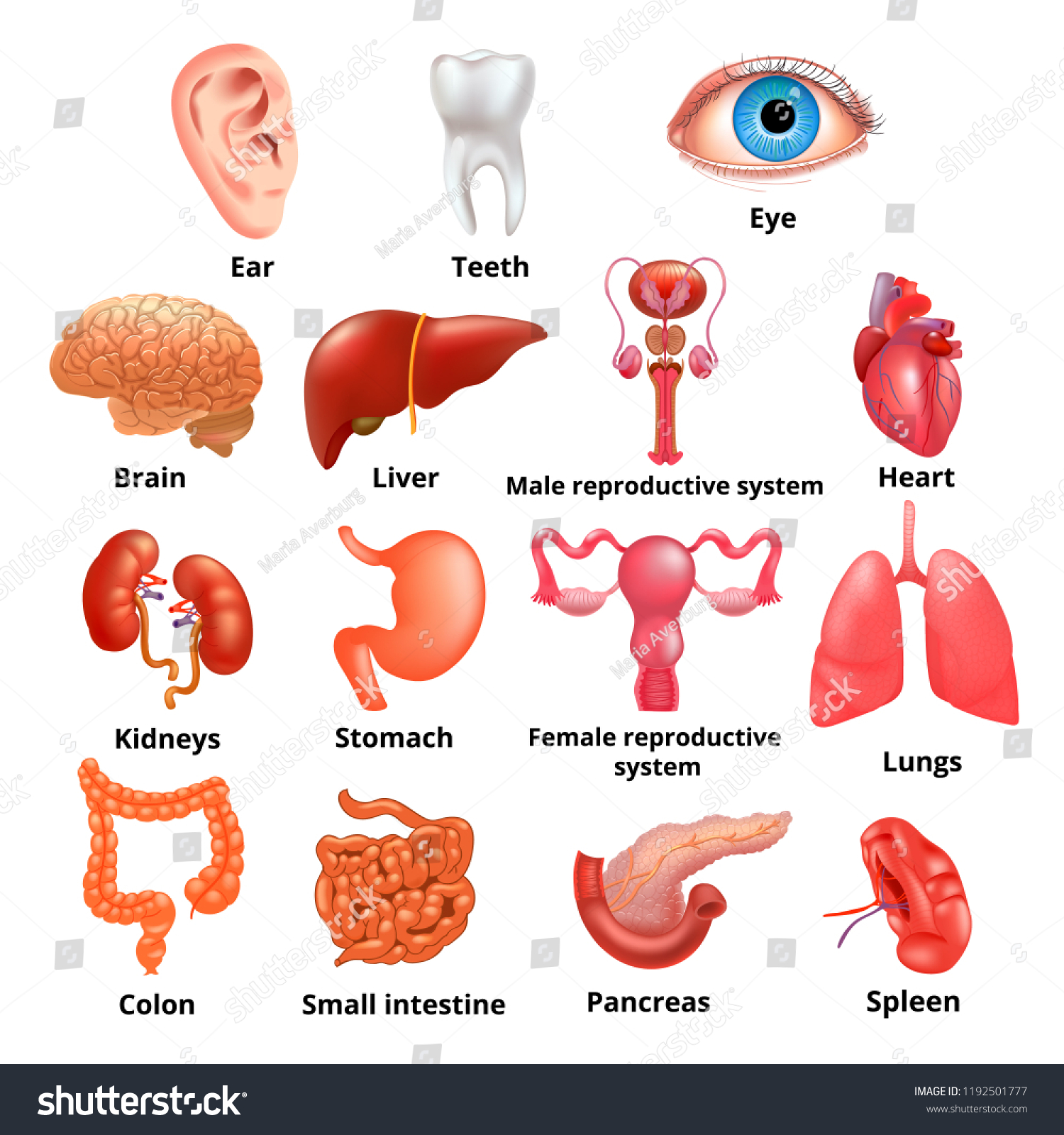 Vector Internal Organs Icon Set Stock Vector (Royalty Free) 1192501777