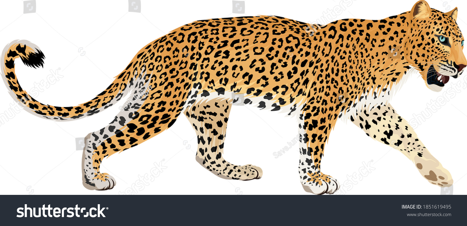 43,622 Jaguar vector Images, Stock Photos & Vectors | Shutterstock