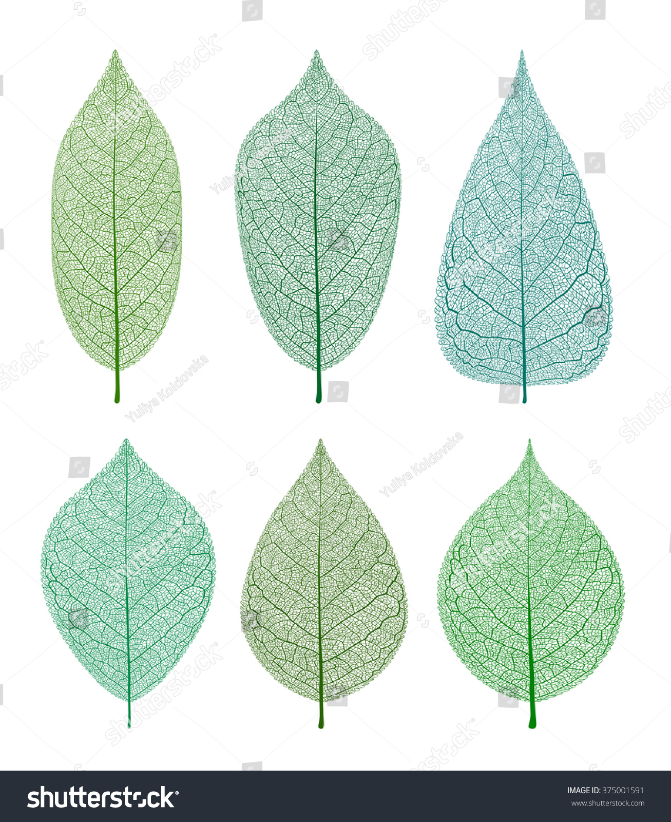 10,748 Green leaf skeleton Images, Stock Photos & Vectors | Shutterstock