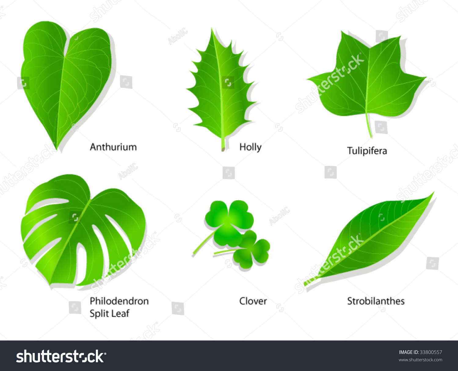 Vector Leaves Botanical Names Stock Vector 33800557 - Shutterstock