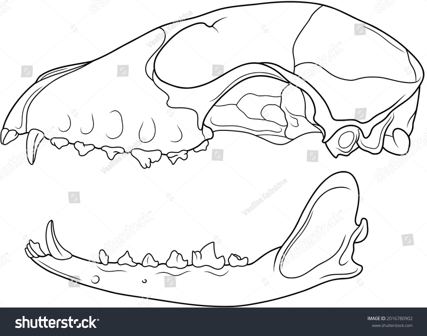 Vector Linear Fox Skull Isolated On Stock Vector (Royalty Free ...