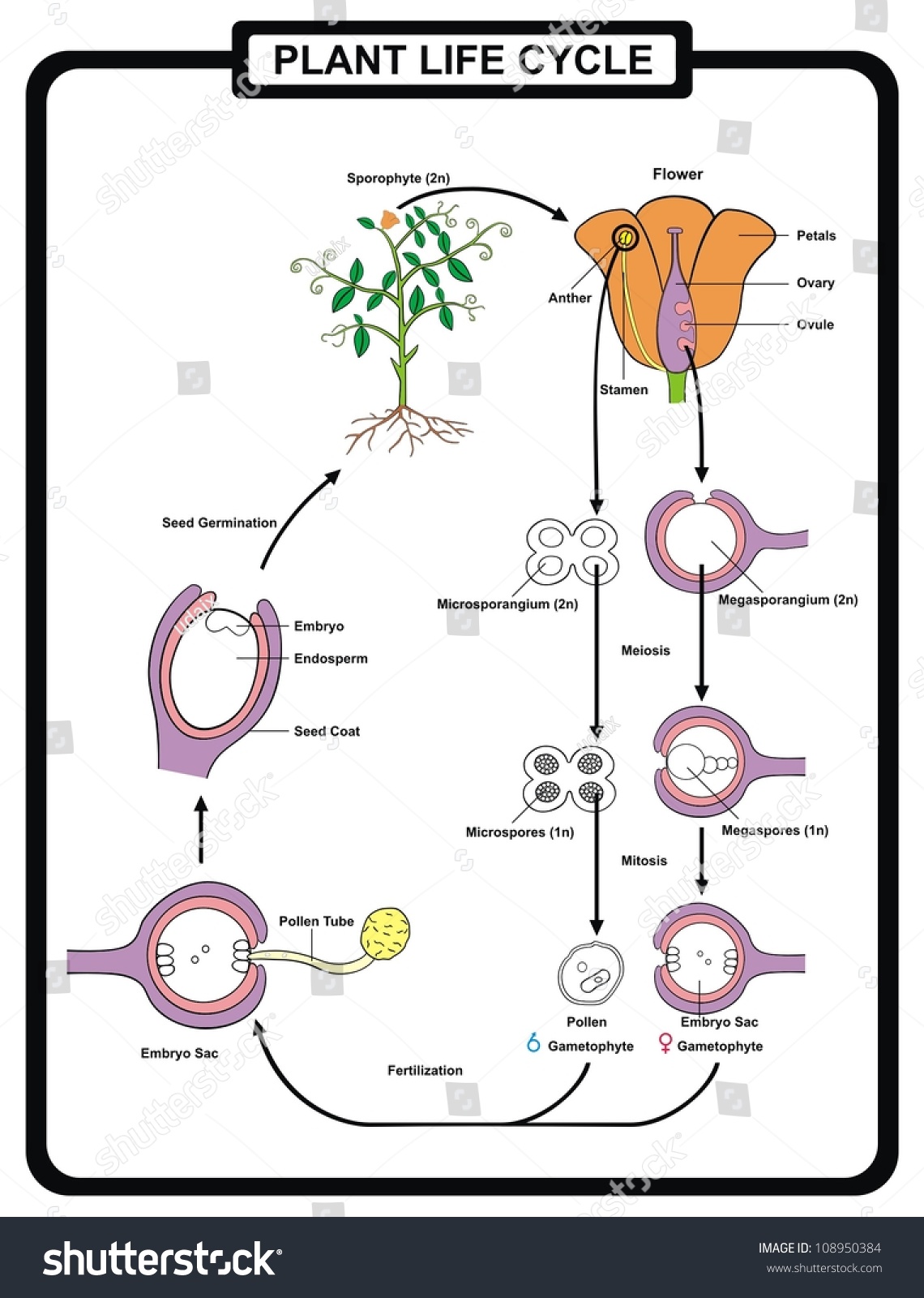 Vector Plant Life Cycle Stock Vector (Royalty Free) 108950384