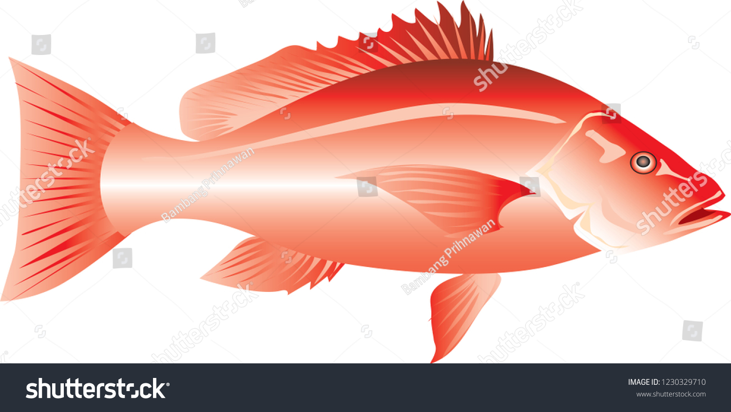 Vector Red Snapper Marine Fish Stock Vector (Royalty Free) 1230329710 ...
