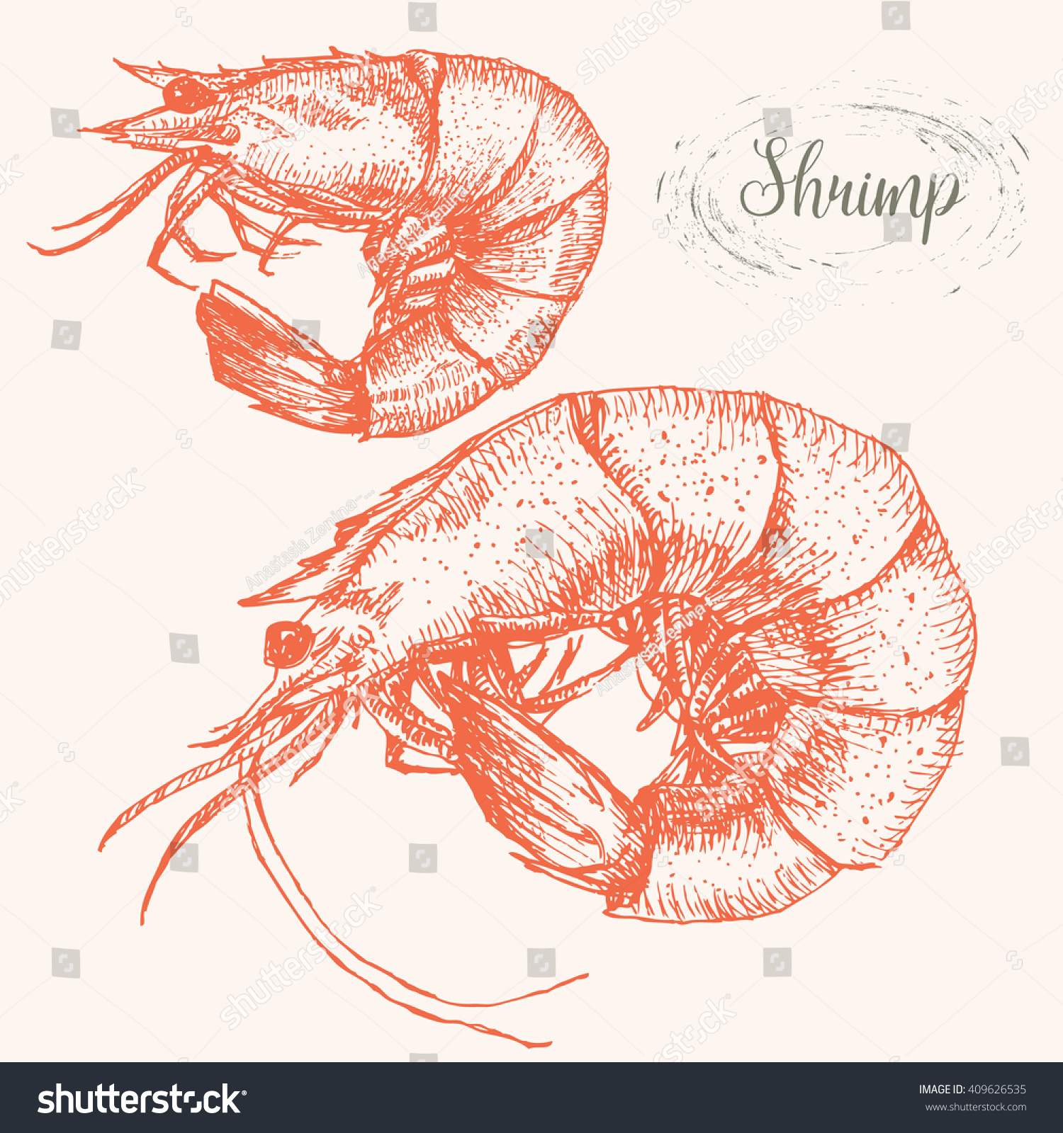 vector retro graphics, drawing shrimp, isolated object, hatching | EZ ...