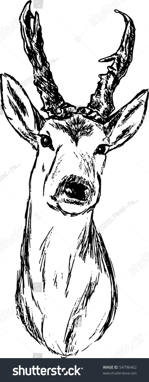 Vector Roedeer Hand Draw Portrait Isolated Stock Vector (Royalty Free ...