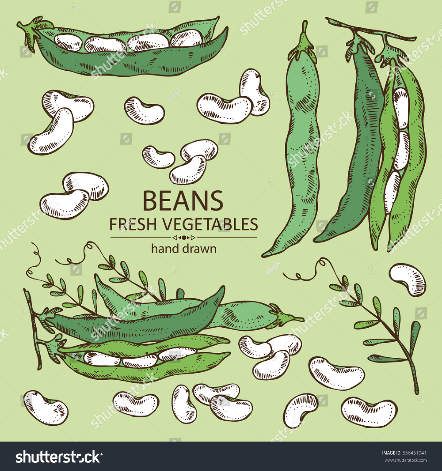 Vector Set Beans Bean Pod Hand Stock Vector (Royalty Free) 556451941