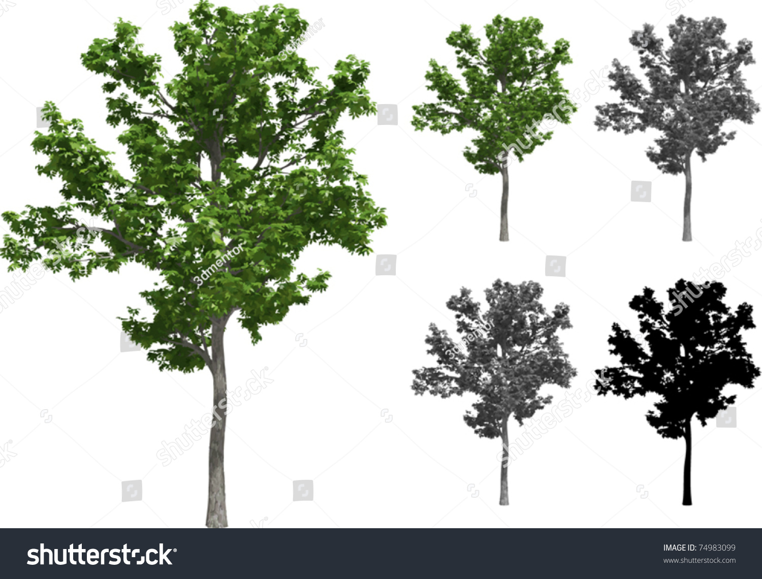 Vector Set Ash Trees Stock Vector (Royalty Free) 74983099 | Shutterstock