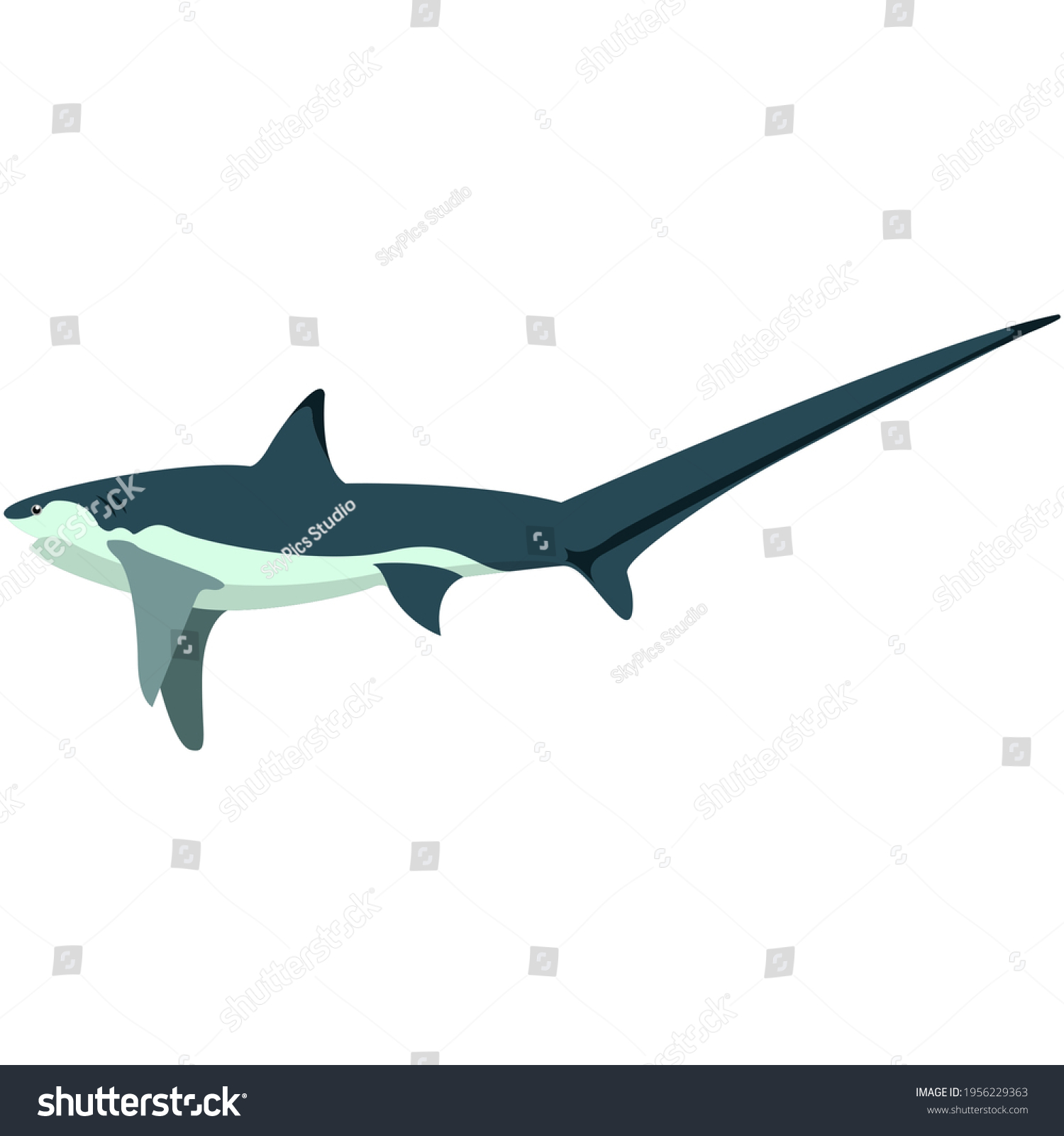 Vector Shark Long Sharp Tail Illustration Stock Vector (Royalty Free ...