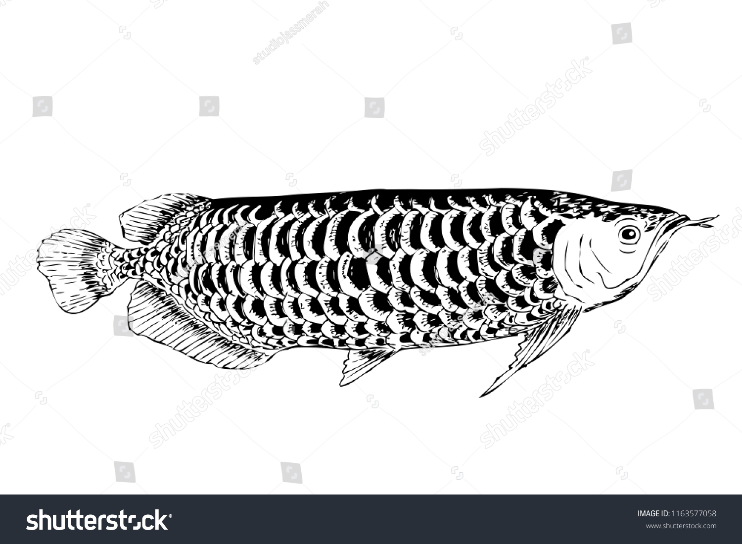 Arwana Images, Stock Photos & Vectors | Shutterstock