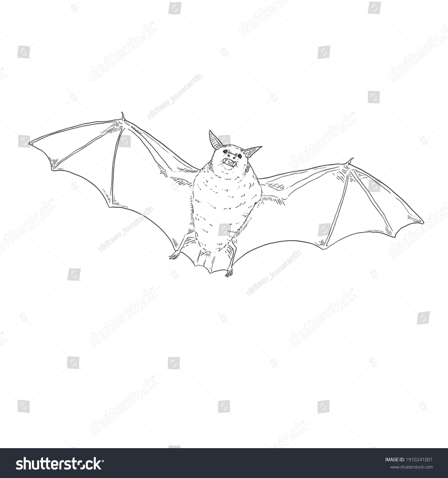 Vector Sketch Bat Front View Illustration Stock Vector (Royalty Free ...