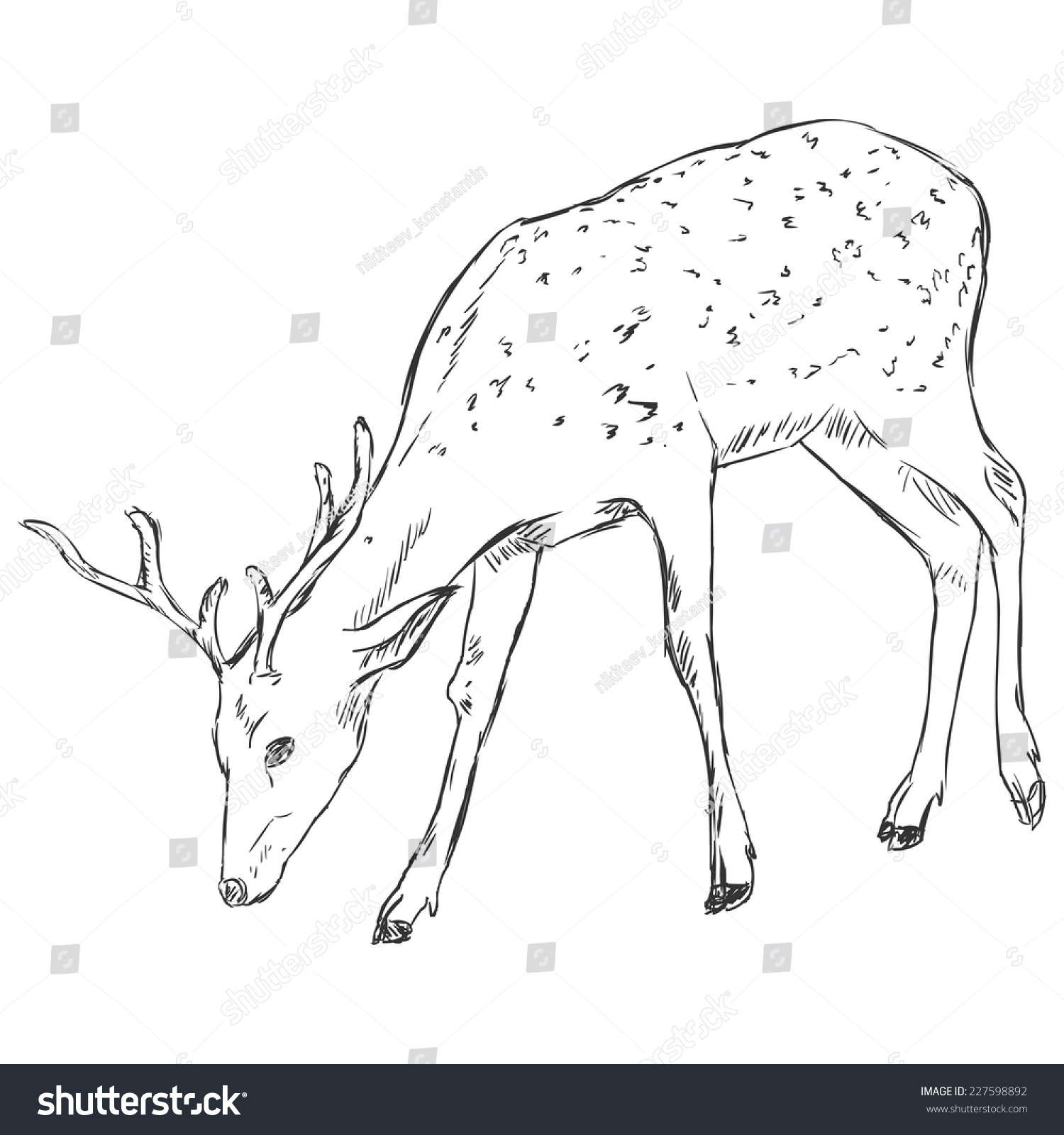 Vector Sketch Dappled Deer Side View Stock Vector 227598892 - Shutterstock