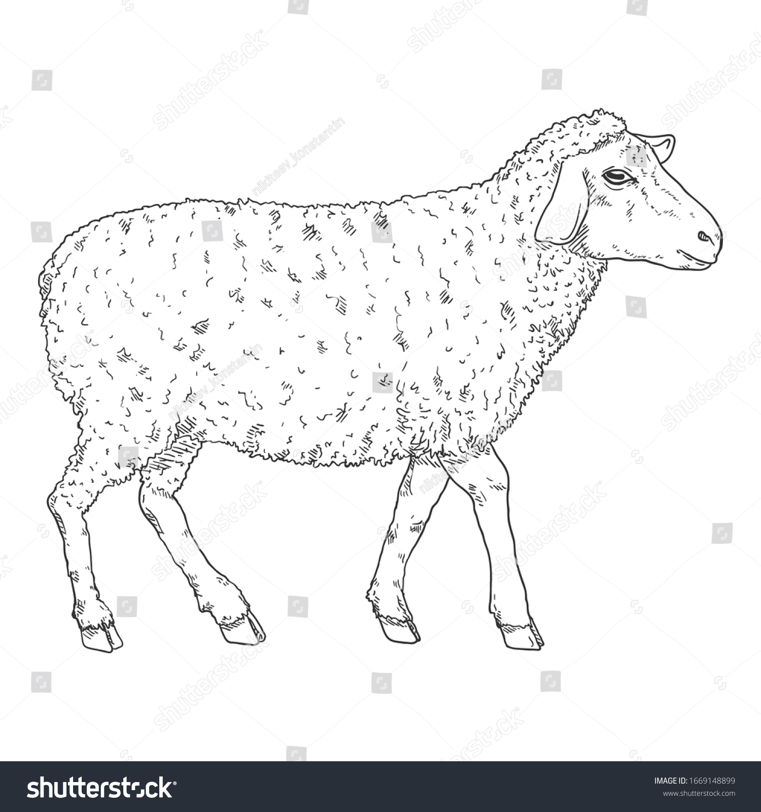 Vector Sketch Sheep Illustration Side View Stock Vector (Royalty Free ...